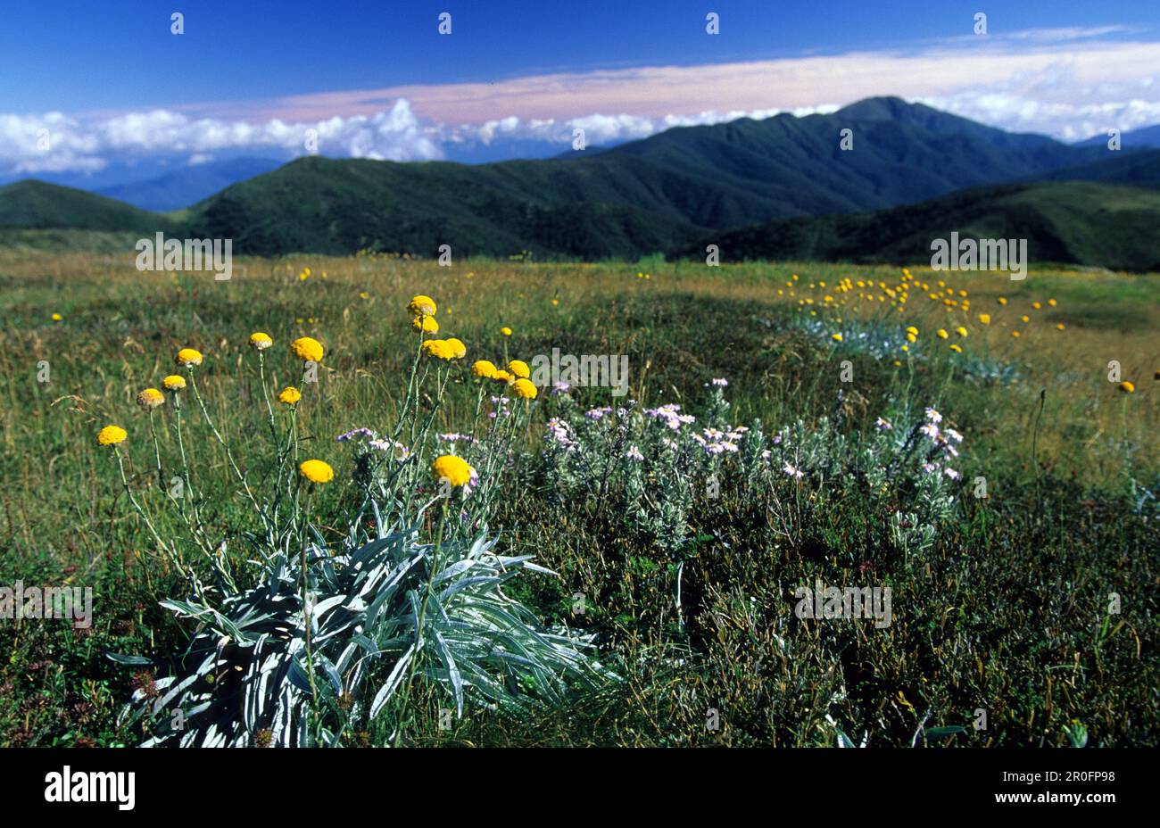 Alpine National Park, view from Mt. Hotham to Mt. Feathertop and ...