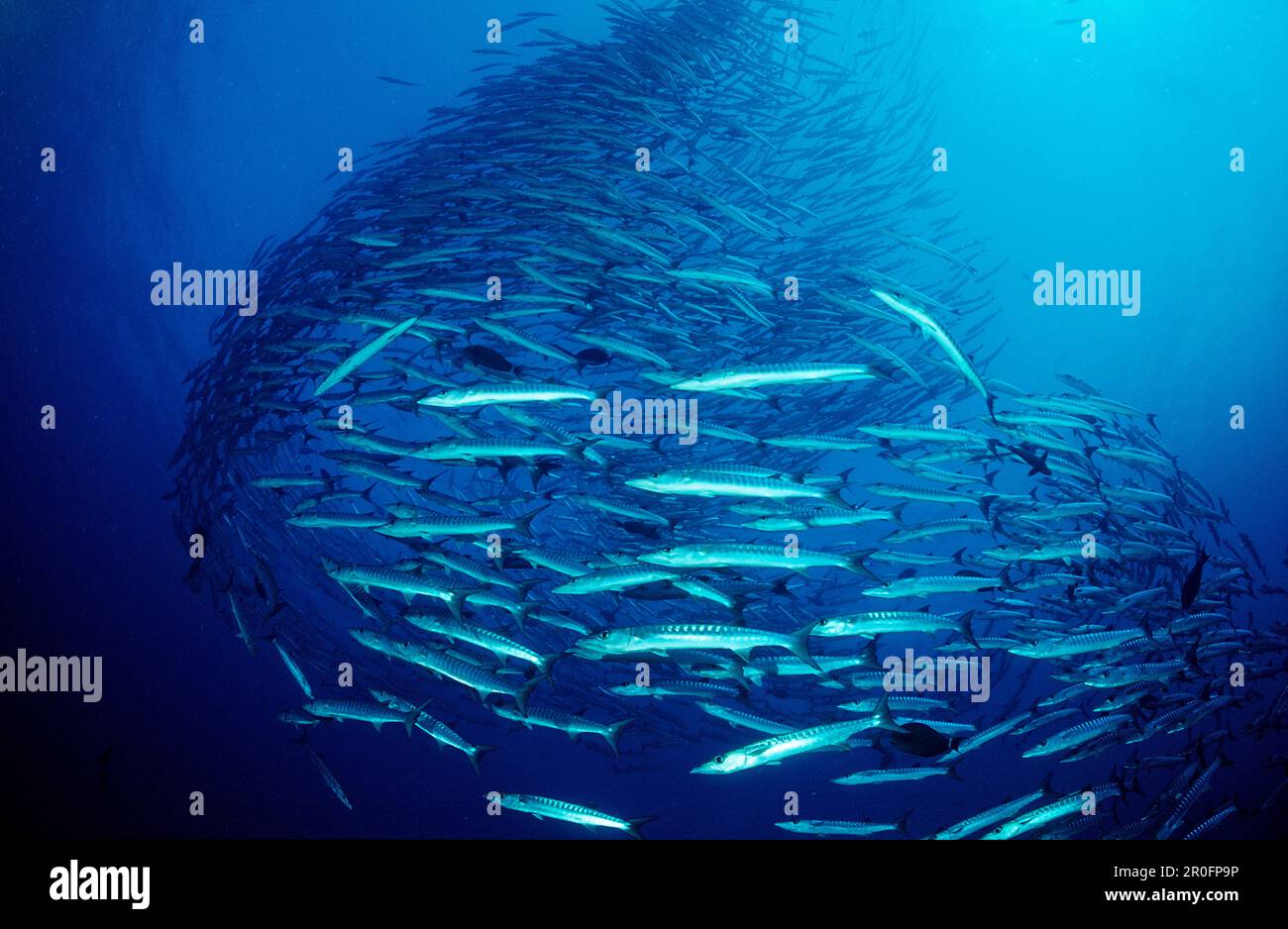 Sphyraena barracuda red sea hi-res stock photography and images - Alamy