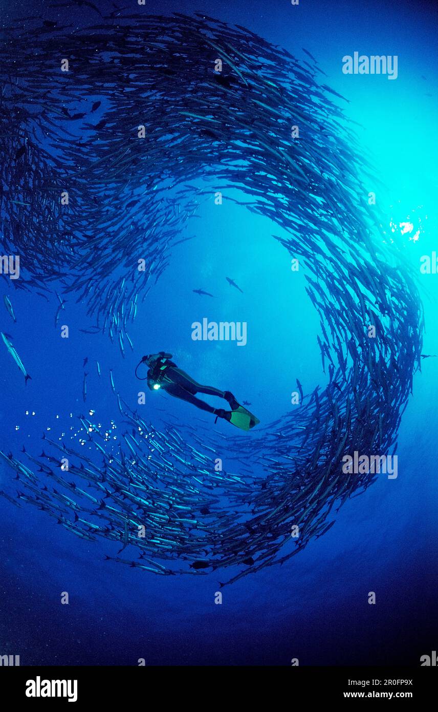 Blackfin barracuda and scuba diver, Sphyraena qenie, Sudan, Africa, Red ...