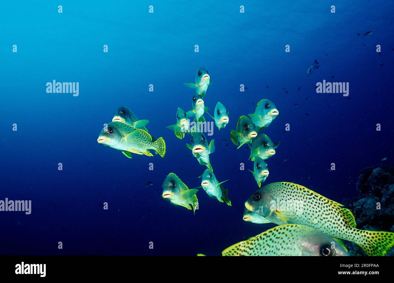 Blackspotted sweetlips, Plectorhinchus gaterinus, Sudan, Africa, Red ...