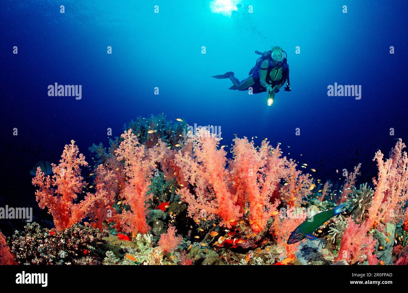 Scuba diver and Red soft corals, Acropora divaricata, Sudan, Africa ...