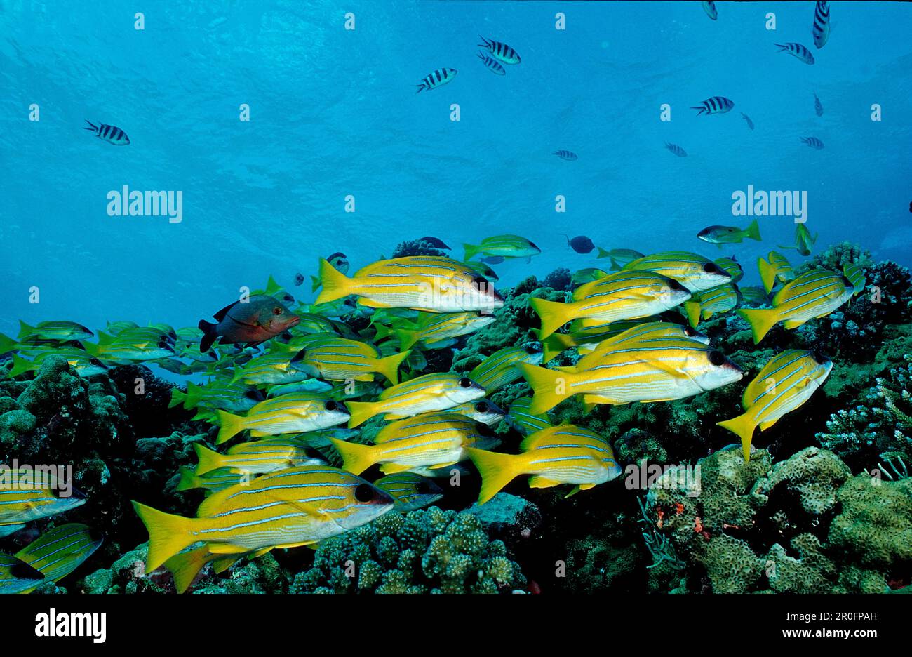 The red snapper float hi-res stock photography and images - Alamy