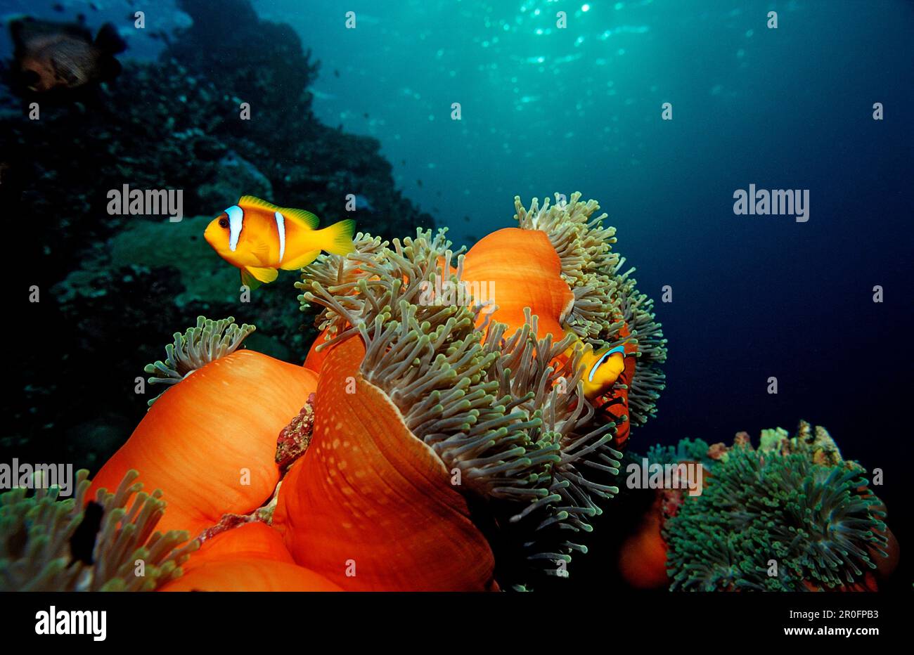 Twobar anemone fishe, Amphiprion bicinctus, Sudan, Africa, Red Sea ...