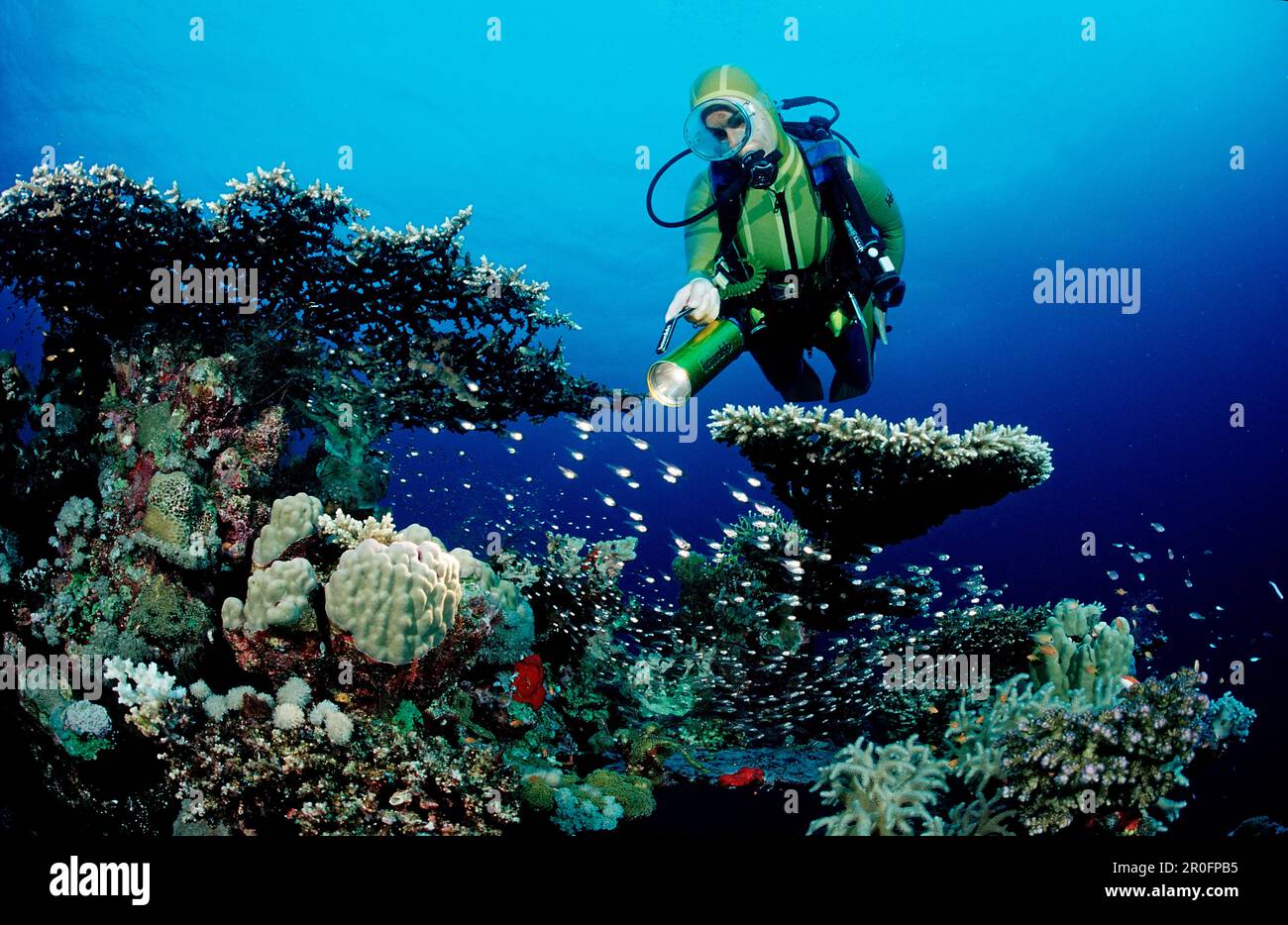 Scuba diver and Table coral, Acropora divaricata, Sudan, Africa, Red Sea Stock Photo - Alamy