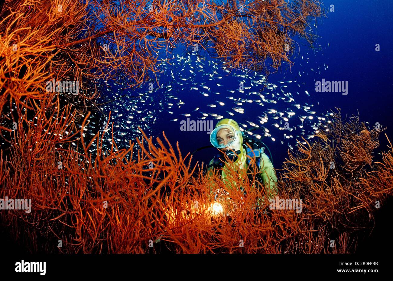 Scuba diver and Black coral and Pygmy sweeper, Antipathes sp ...