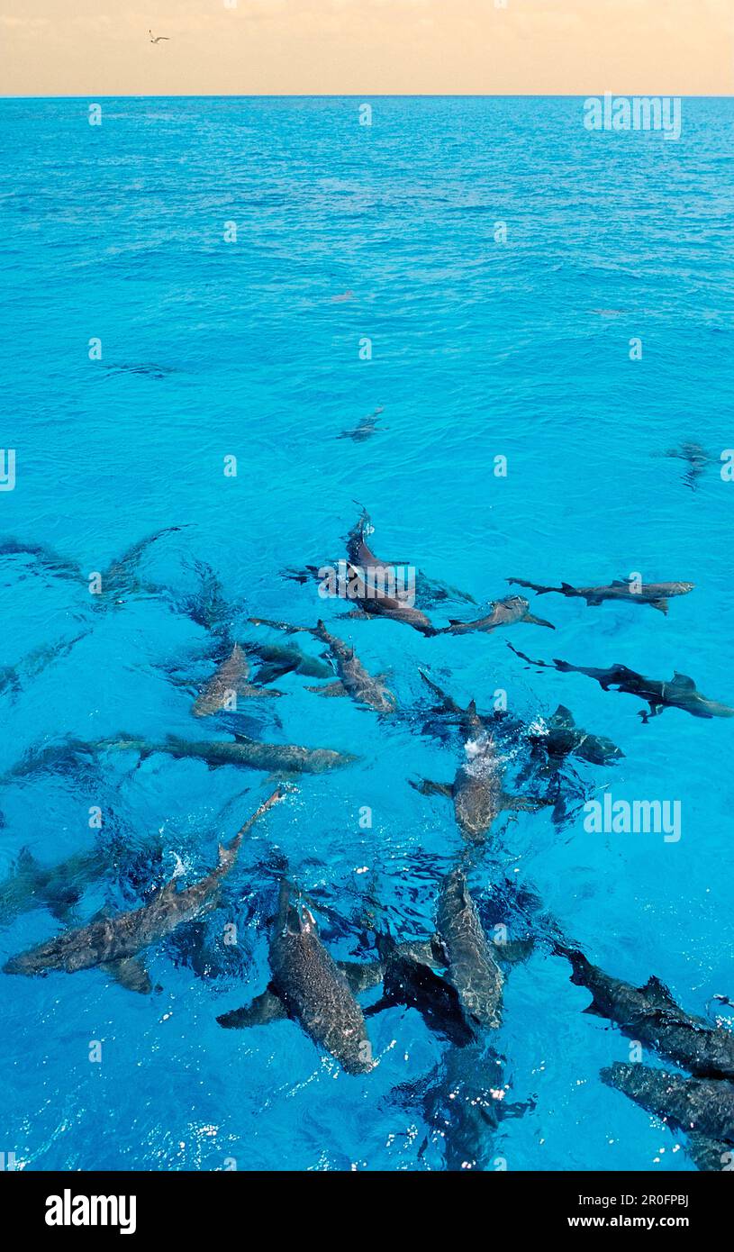Lemon Sharks on the surface, Negaprion brevirostris, Bahamas, Atlantic ...