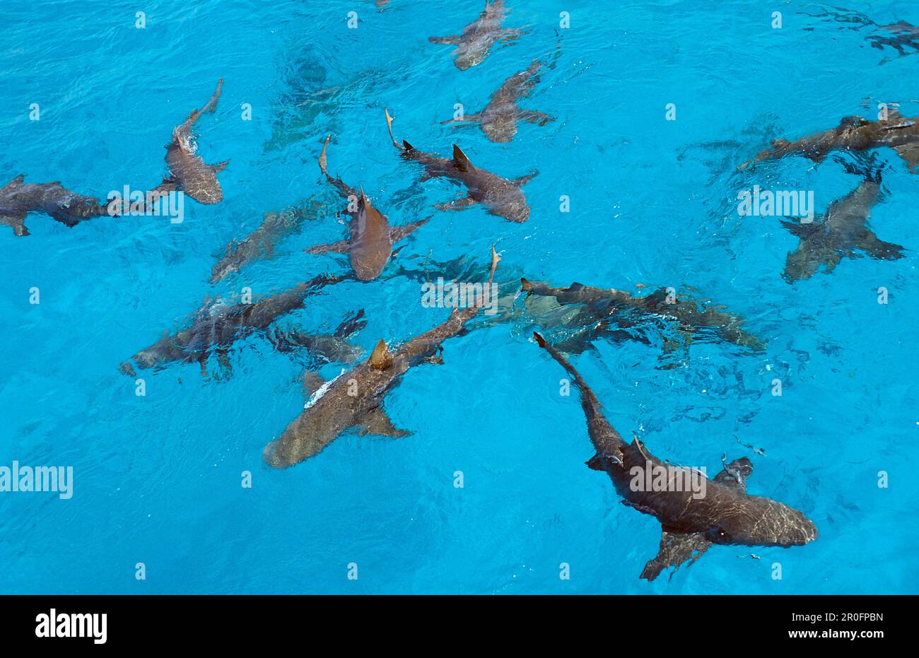 Lemon Sharks on the surface, Negaprion brevirostris, Bahamas, Atlantic ...