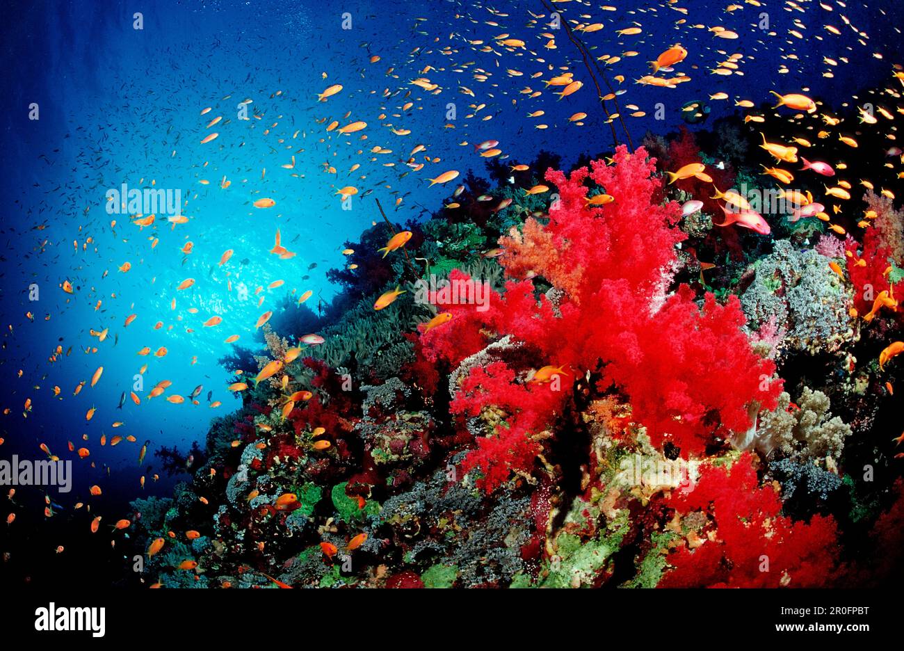 Egypt reef live fishes hi-res stock photography and images - Alamy
