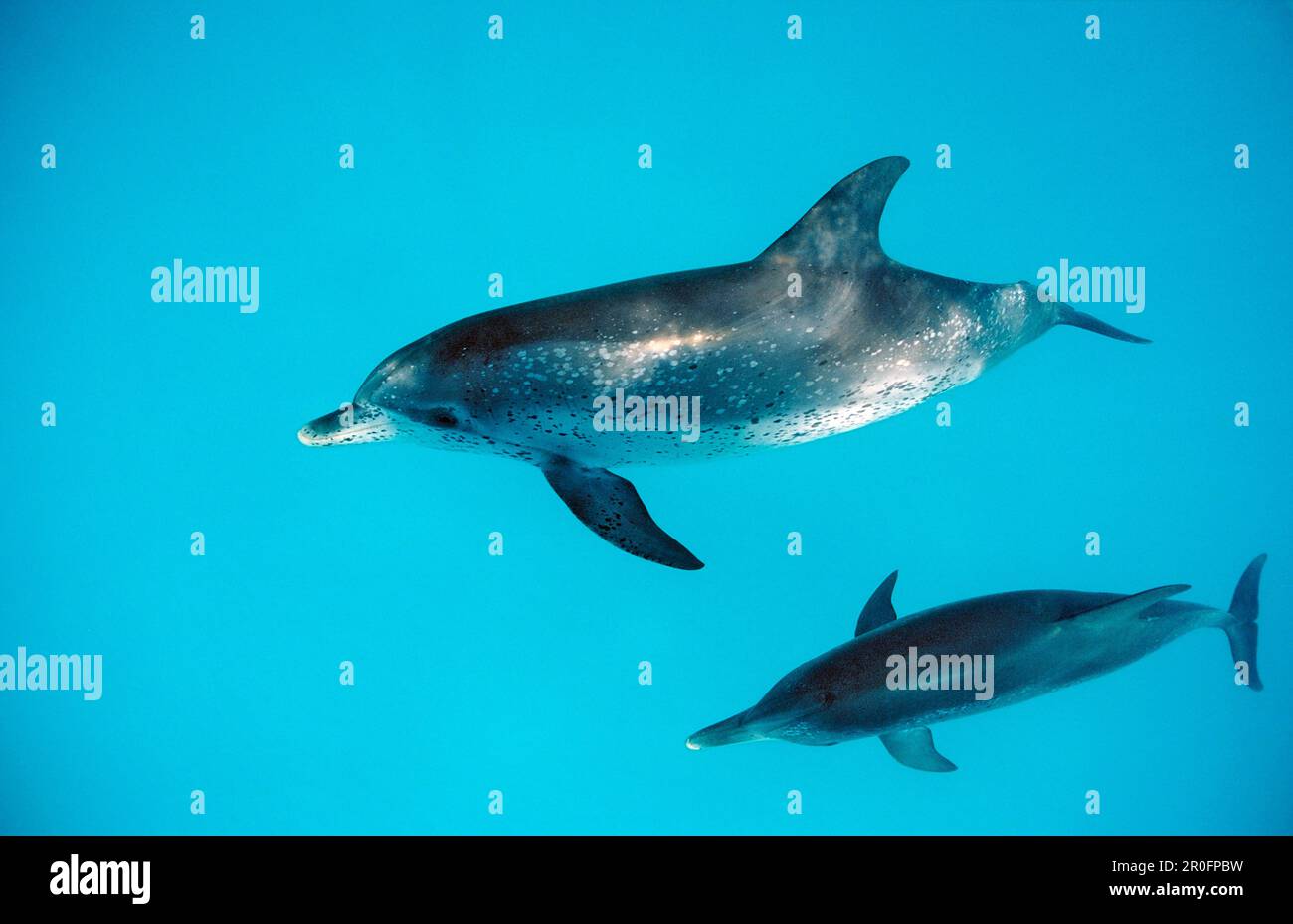 Atlantic spotted dolphin, Stenella frontalis, Bahamas, Atlantic Ocean ...