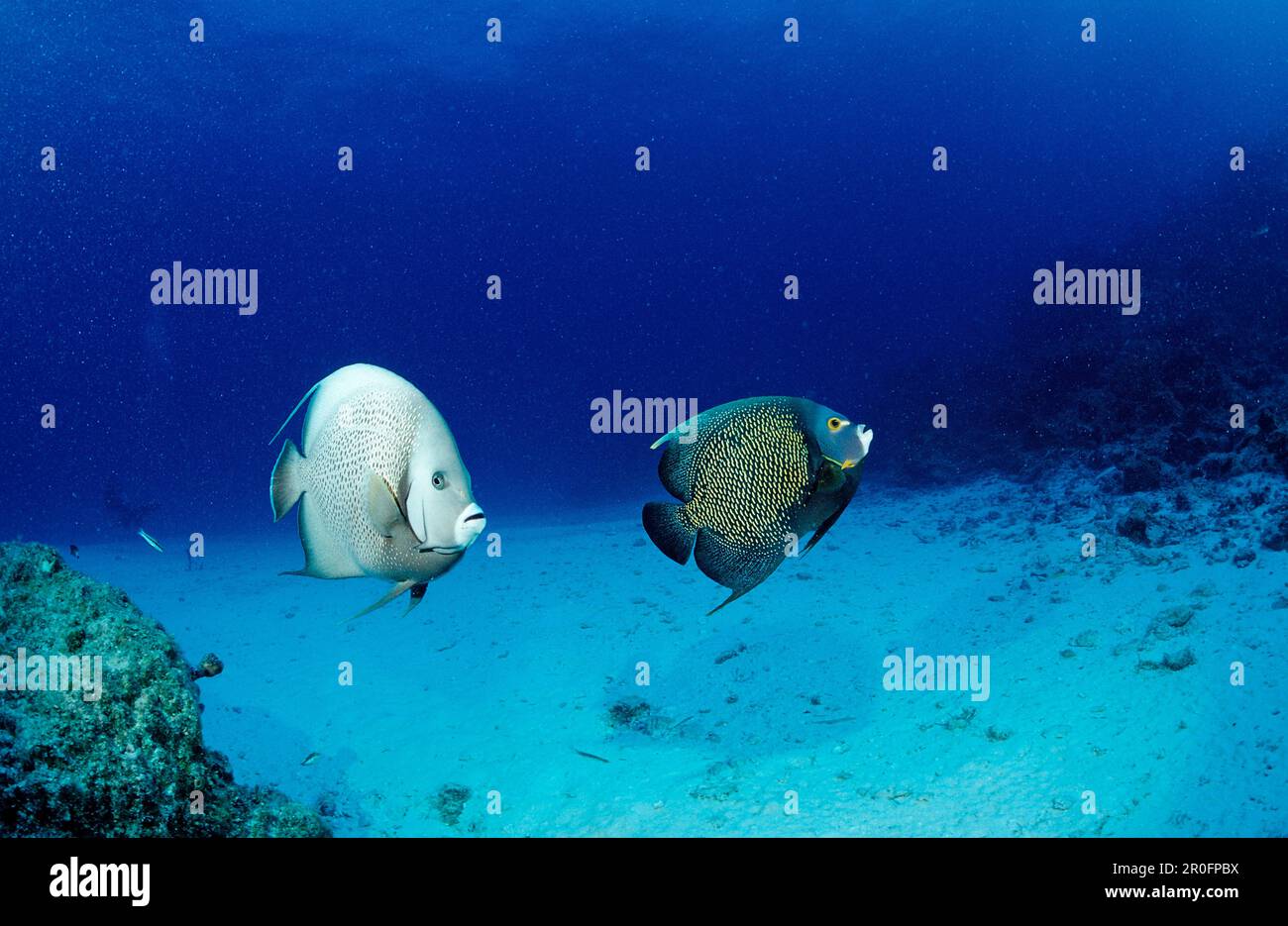 Gray angelfish and French Angelfish, Pomacanthus arcuatus, Pomacanthus ...