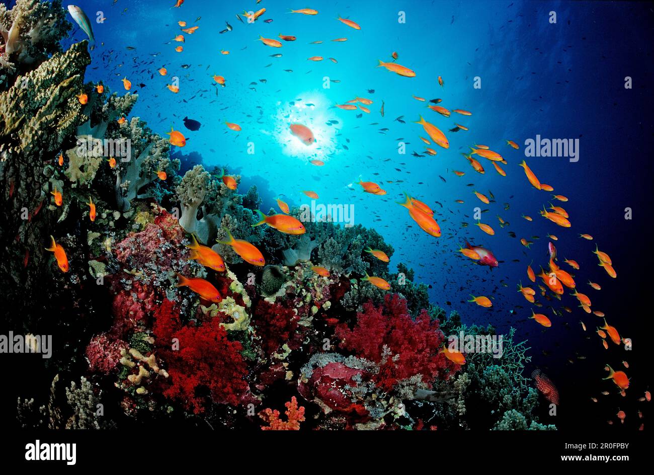 Red sea basslet hi-res stock photography and images - Alamy