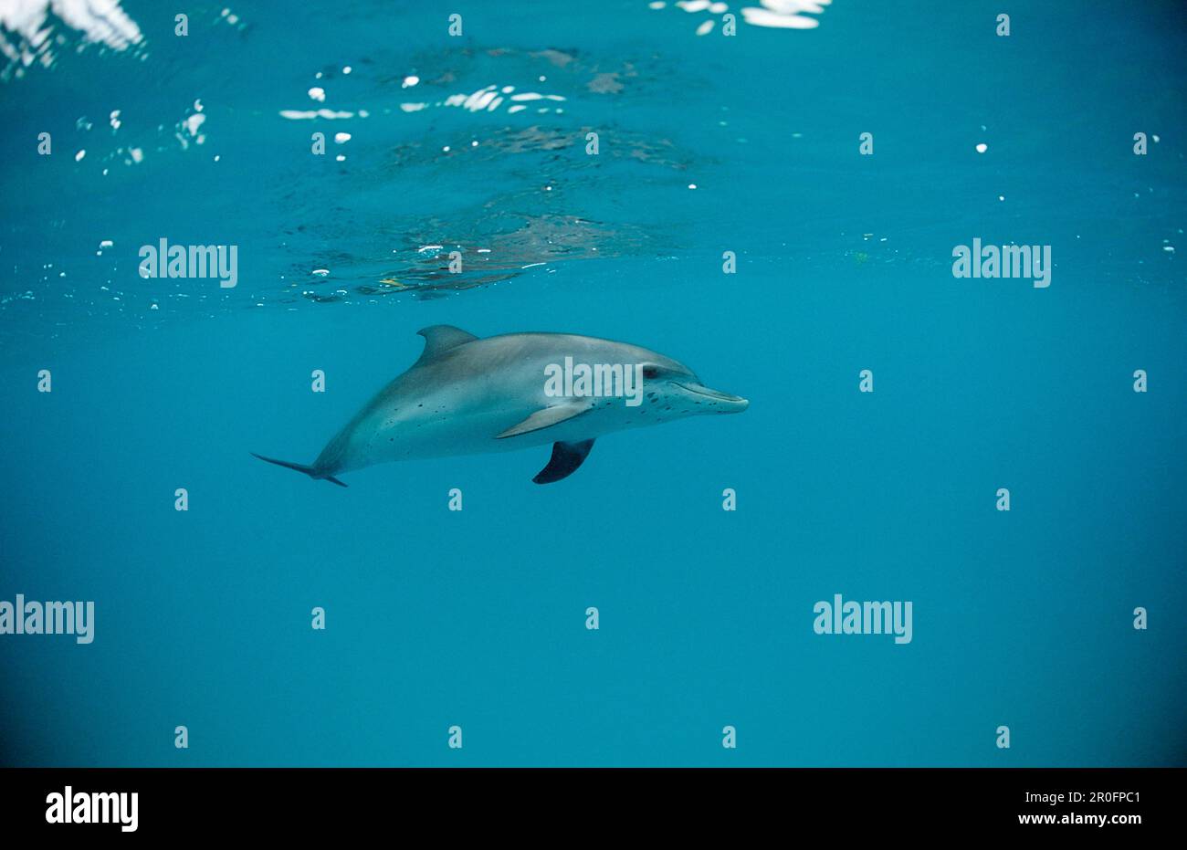 Atlantic spotted dolphin, Stenella frontalis, USA, FL, Florida ...