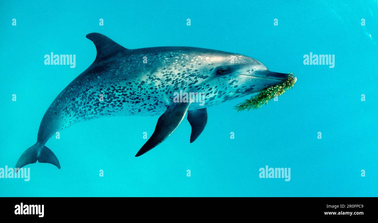Atlantic spotted dolphin, Stenella frontalis, Bahamas, Atlantic Ocean ...