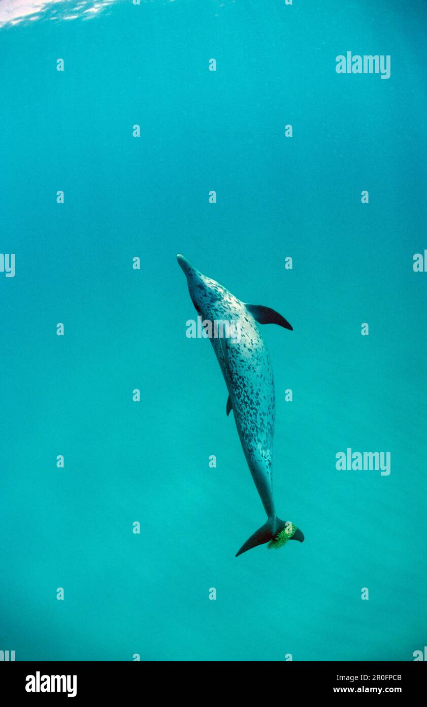 Atlantic spotted dolphin, Stenella frontalis, Bahamas, Atlantic Ocean ...
