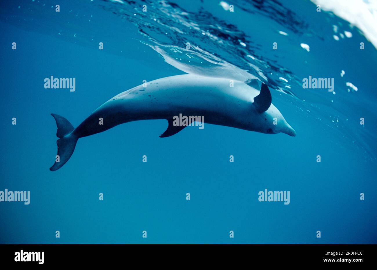 Atlantic spotted dolphin, Stenella frontalis, USA, FL, Florida ...