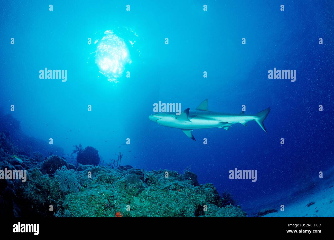 Caribbean reef shark, Carcharhinus perezi, Bahamas, Atlantic Ocean ...