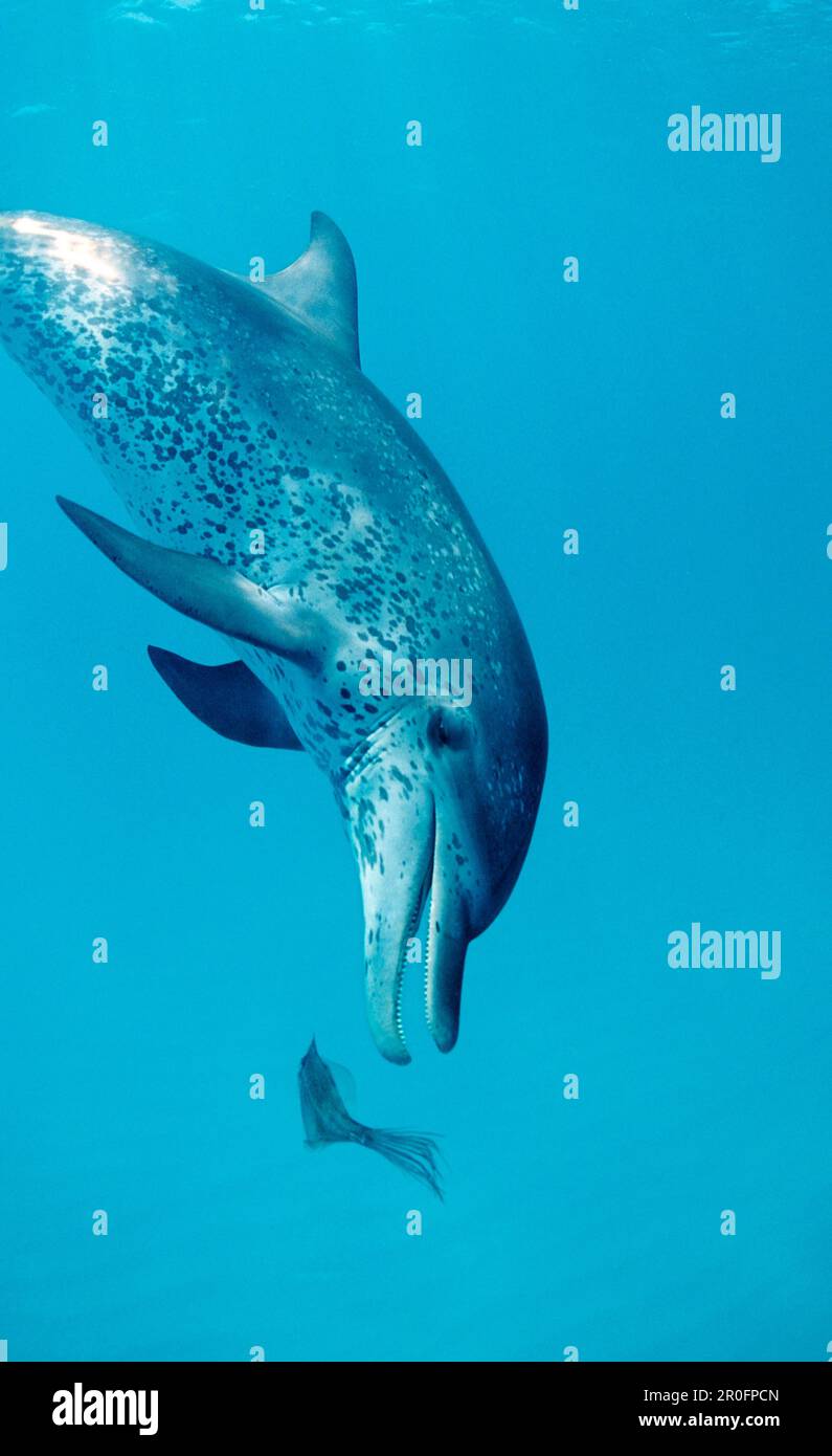 Atlantic spotted dolphin, Stenella frontalis, Bahamas, Atlantic Ocean ...
