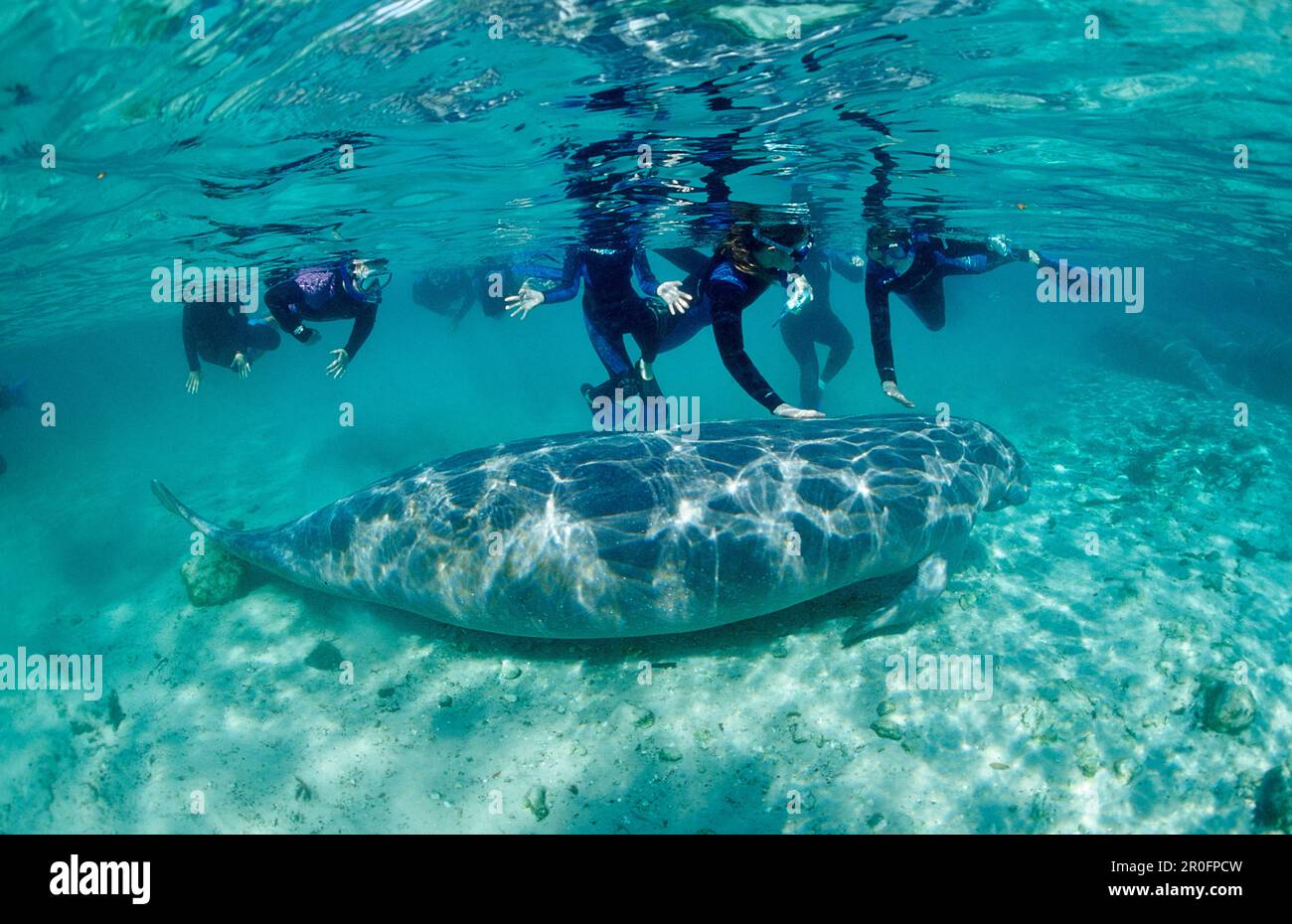 West Indian Manatee and scin diver, Trichechus manatus latirostris, USA ...