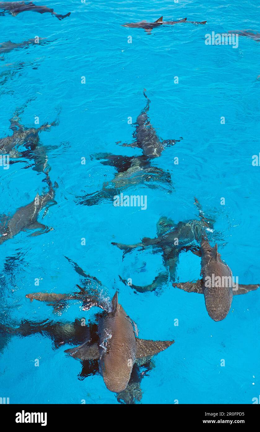Lemon Sharks on the surface, Negaprion brevirostris, Bahamas, Atlantic ...