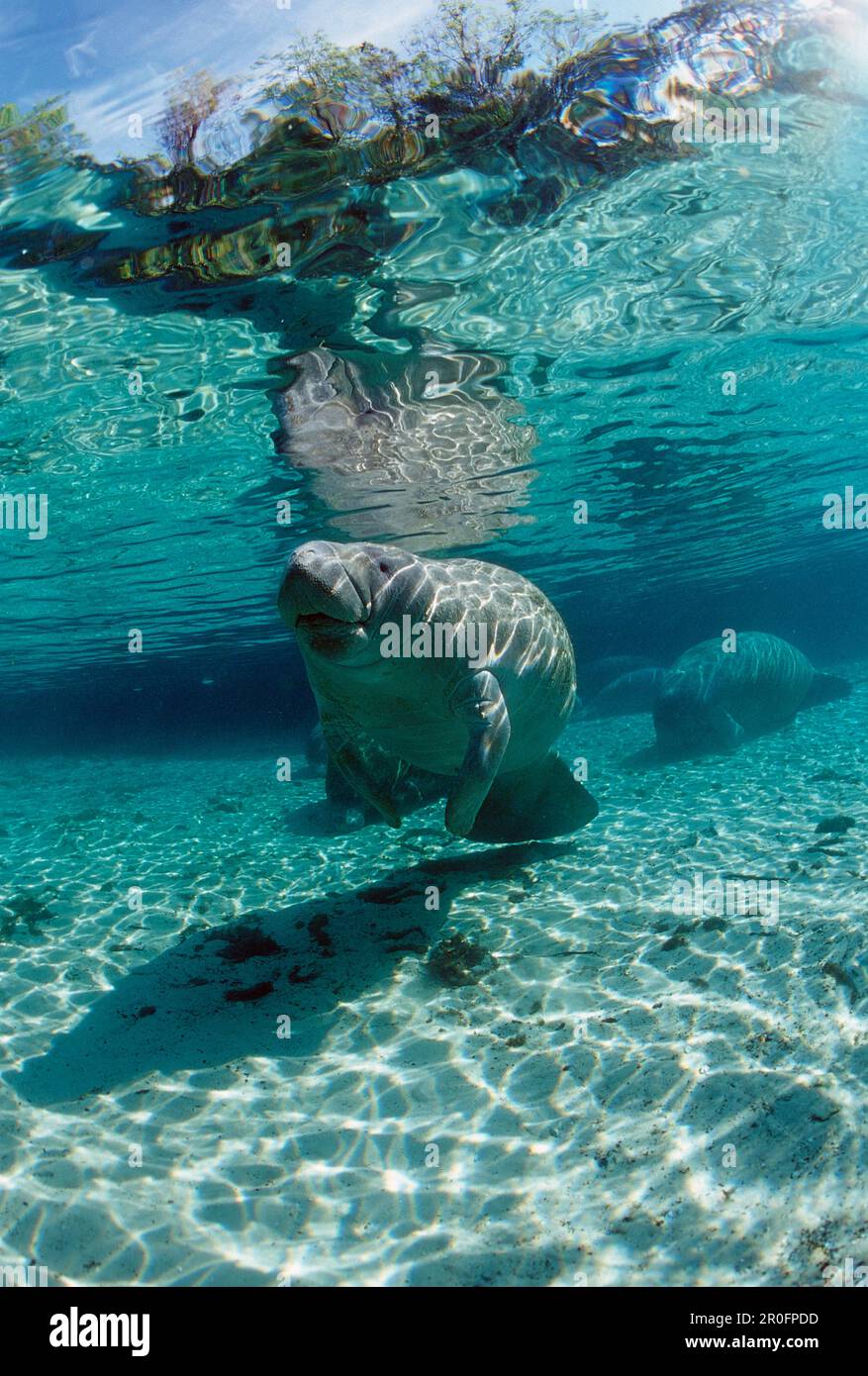West Indian Manatee, Trichechus manatus latirostris, USA, Florida, FL ...
