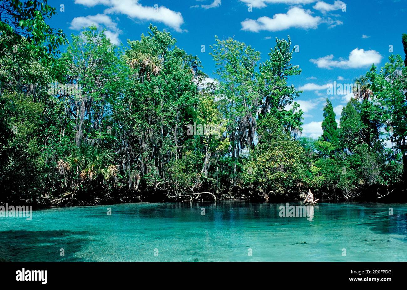 Three Sisters Manatee Sanctuary, USA, Florida, Crystal River Stock ...