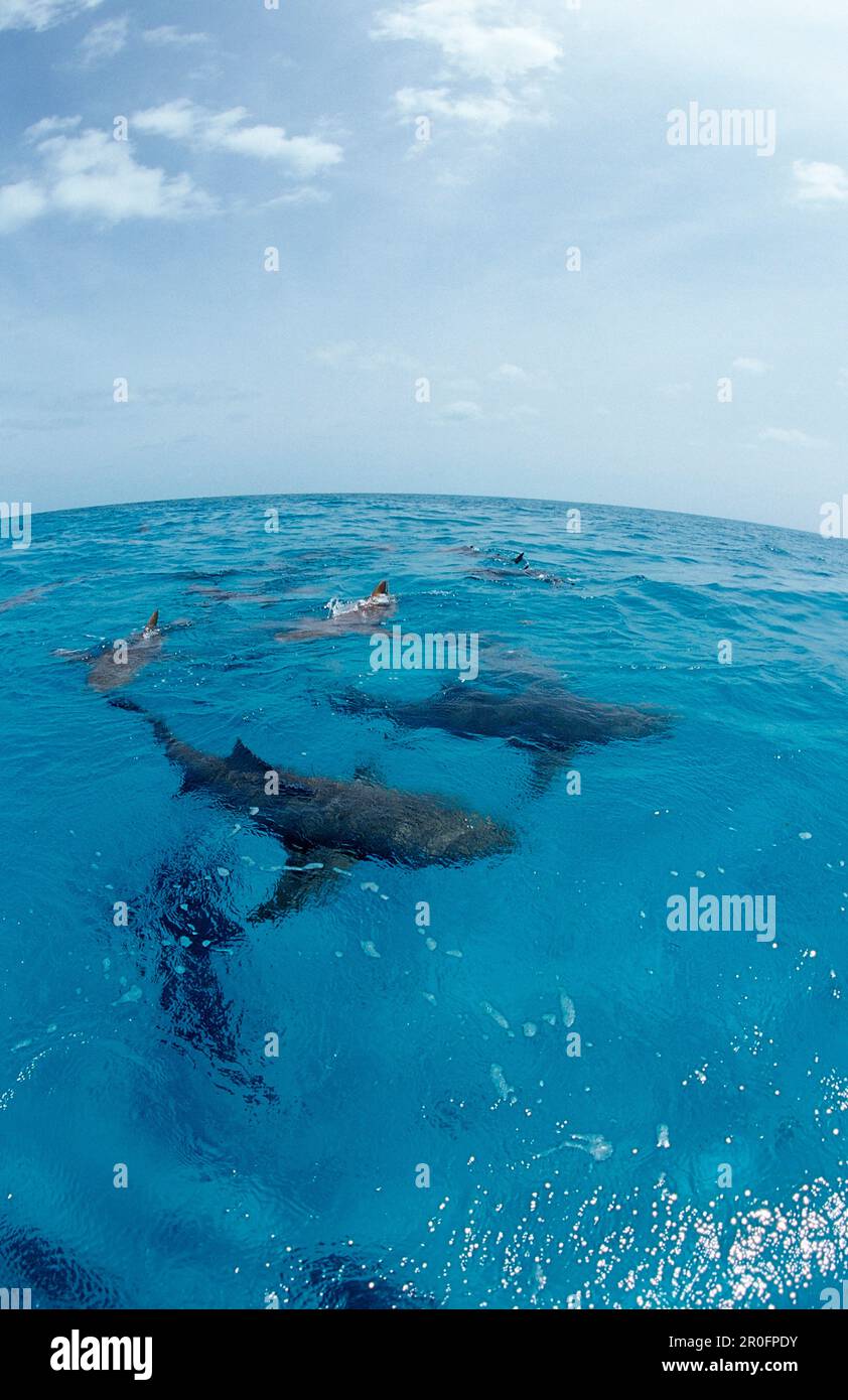 Lots of sharks hi-res stock photography and images - Alamy