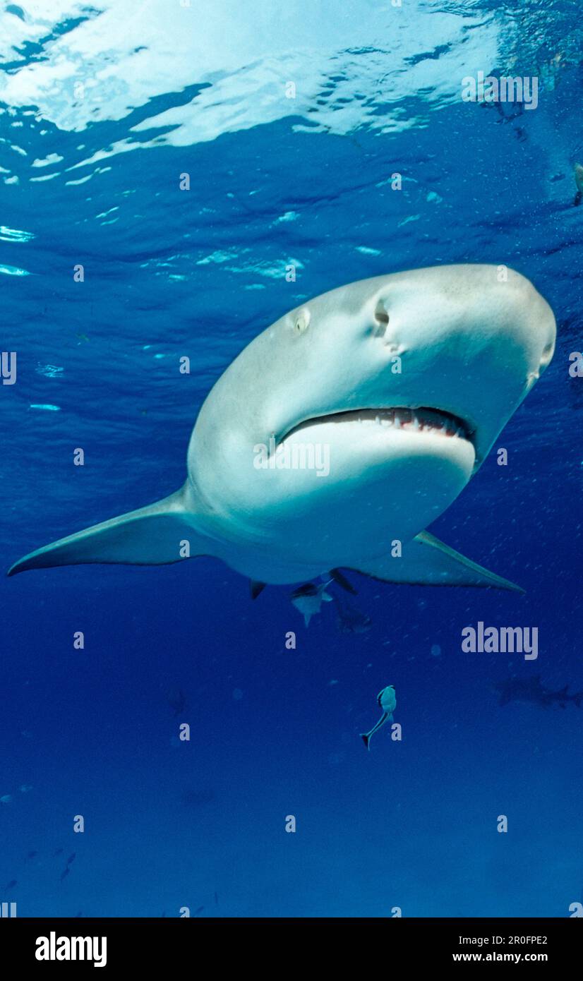 Lemon Shark, Negaprion brevirostris, Bahamas, Grand Bahama Island ...