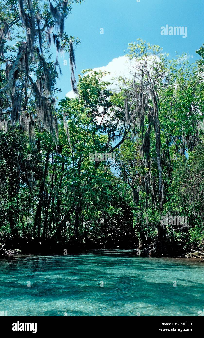 Three Sisters Manatee Sanctuary, USA, Florida, Crystal River Stock ...