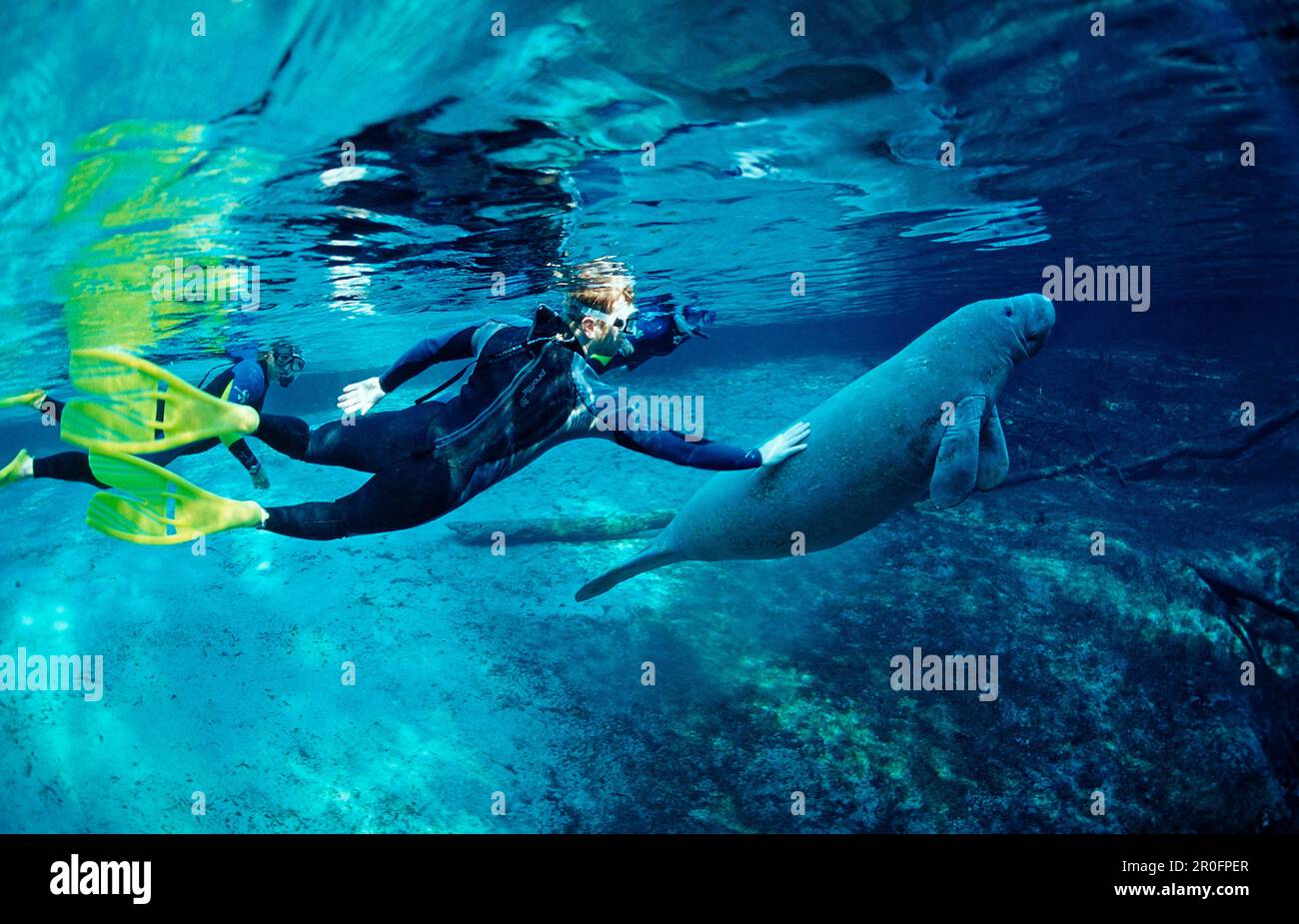 West Indian Manatee and scin diver, Trichechus manatus latirostris, USA ...