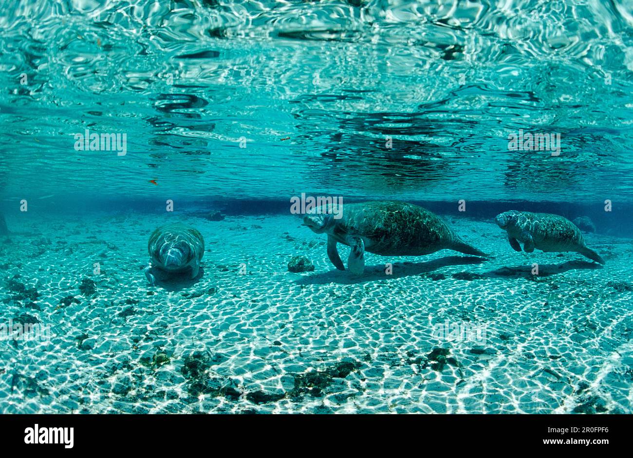 West Indian Manatee, Mother and calf, Trichechus manatus latirostris ...