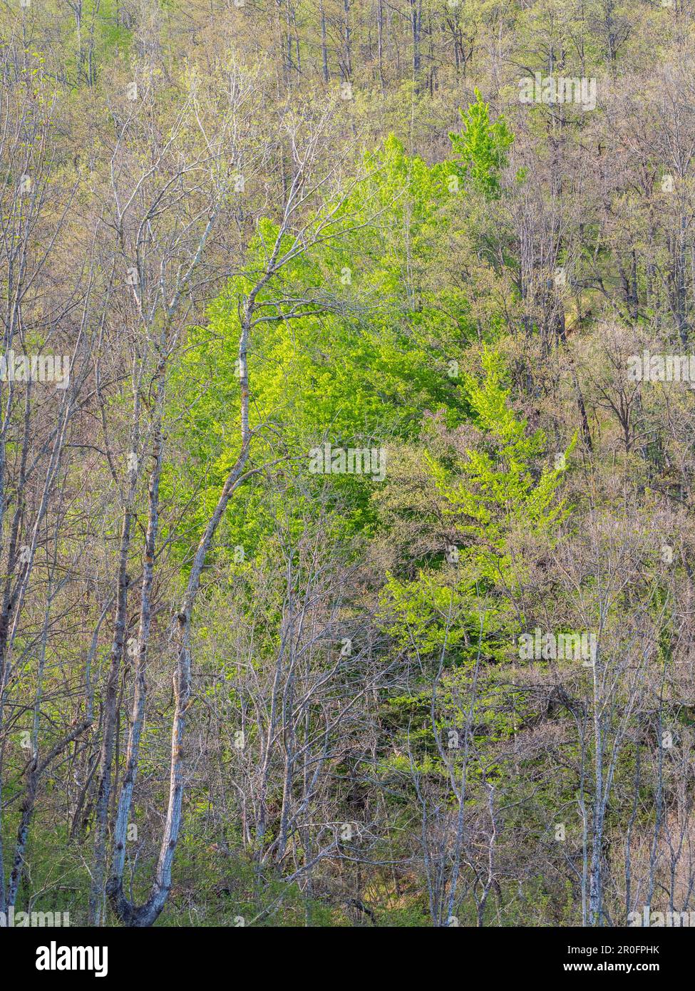 Close up of tree crowns with various colors Stock Photo - Alamy