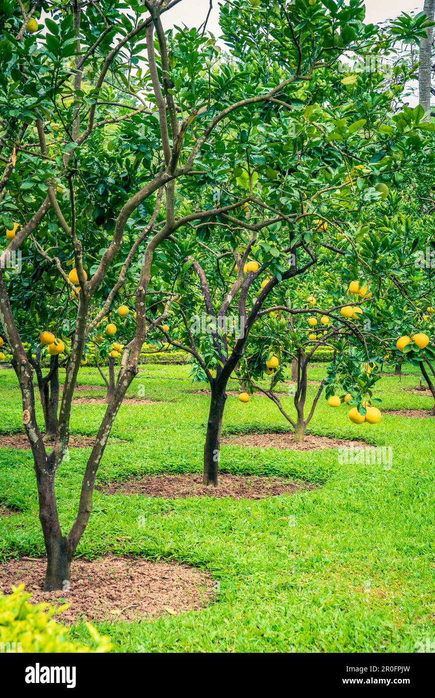 Most Beautiful Fruit Trees