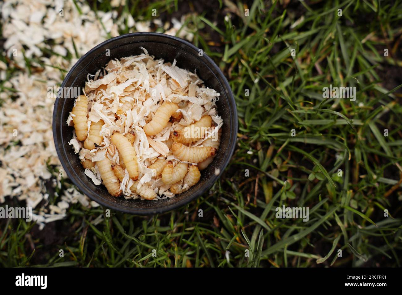 Insects in a container hi-res stock photography and images - Alamy