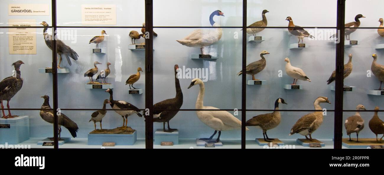 Stuffed birds in the Museum of Natural History, Vienna, Austria Stock ...