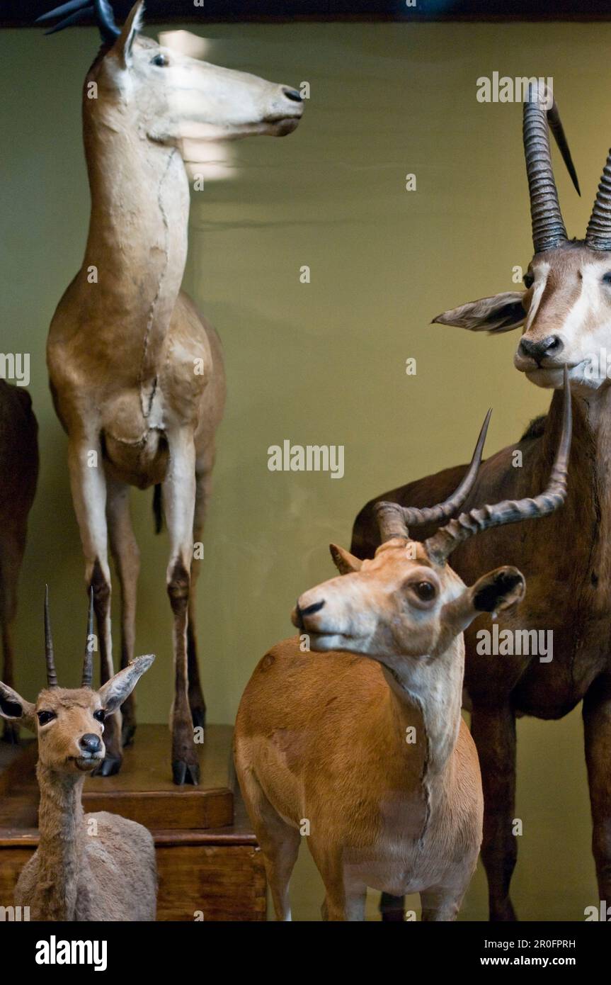 Stuffed wild animals in the Museum of Natural History, Vienna, Austria ...
