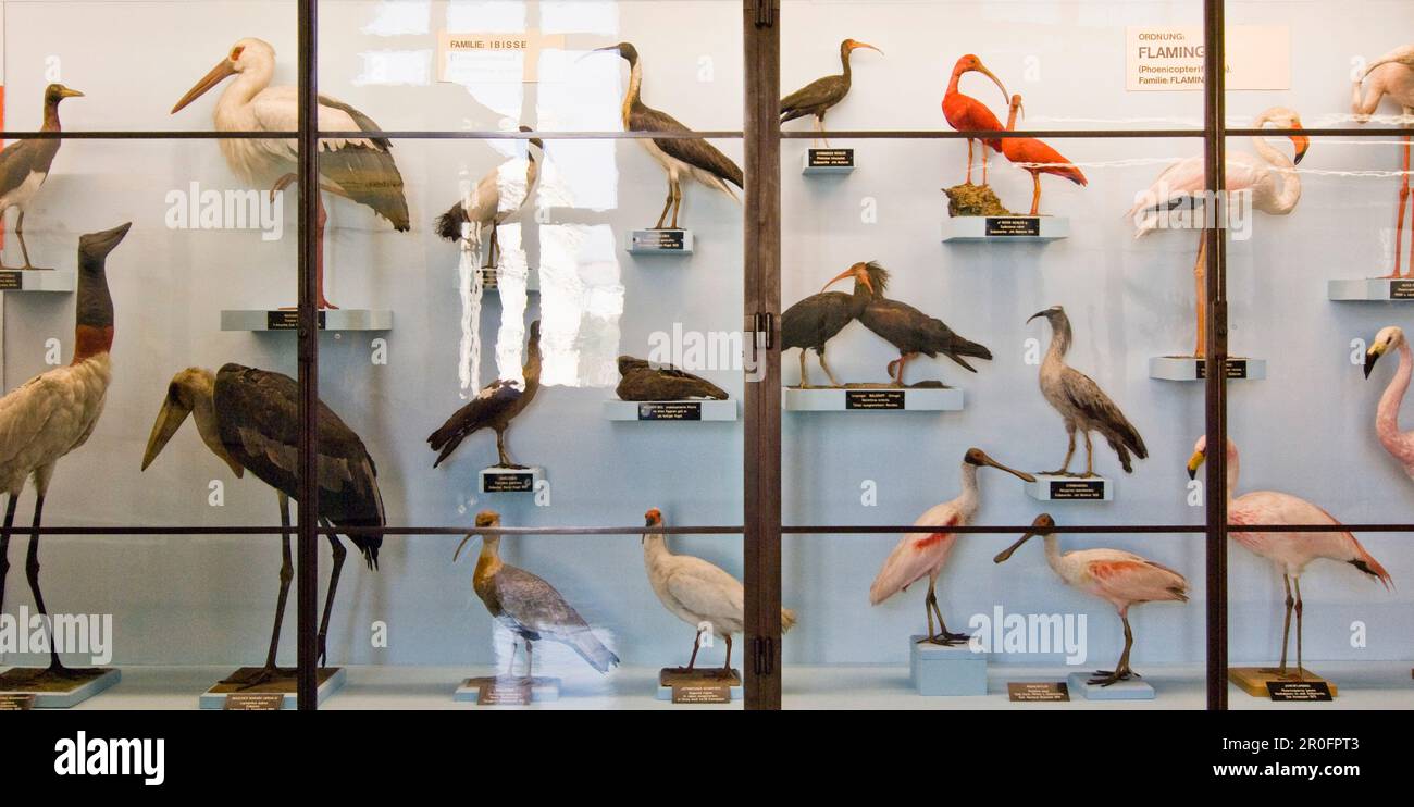 Stuffed birds in the Museum of Natural History, Vienna, Austria Stock ...