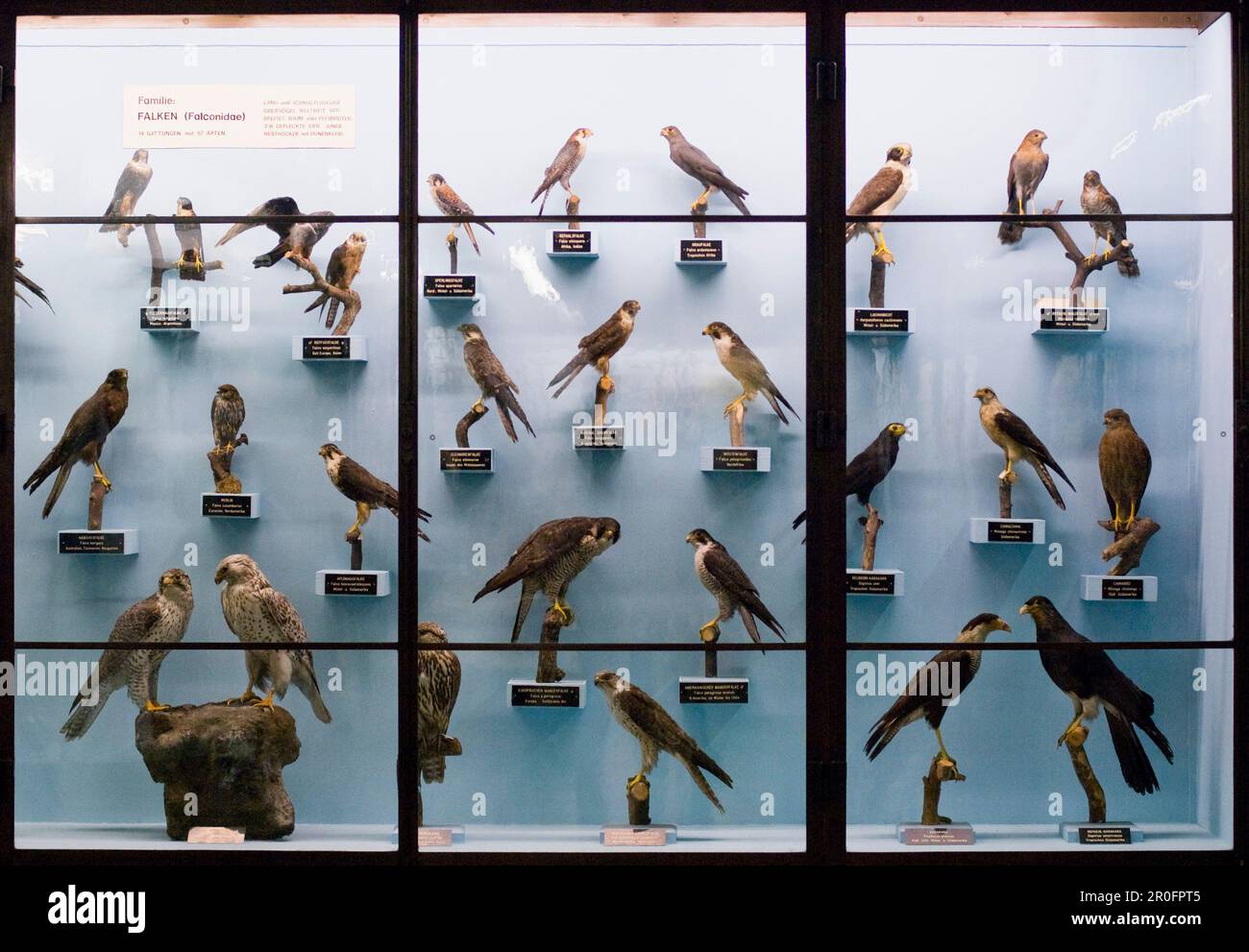 Stuffed birds in the Museum of Natural History, Vienna, Austria Stock ...