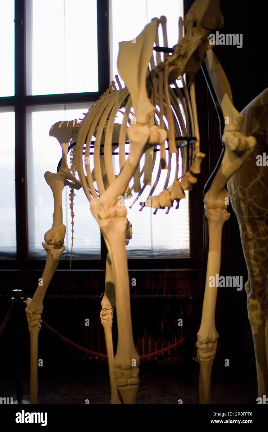 Skeleton in Museum of Natural History, Vienna, Austria Stock Photo - Alamy