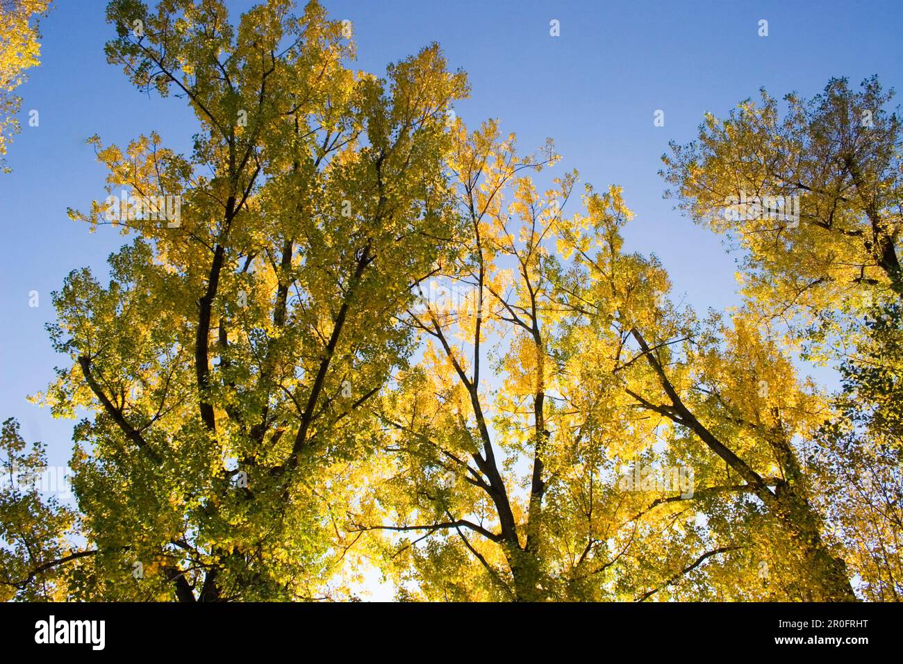 Switzerland Zuerich, Zurich, lake promenade in autumn , trees Stock ...