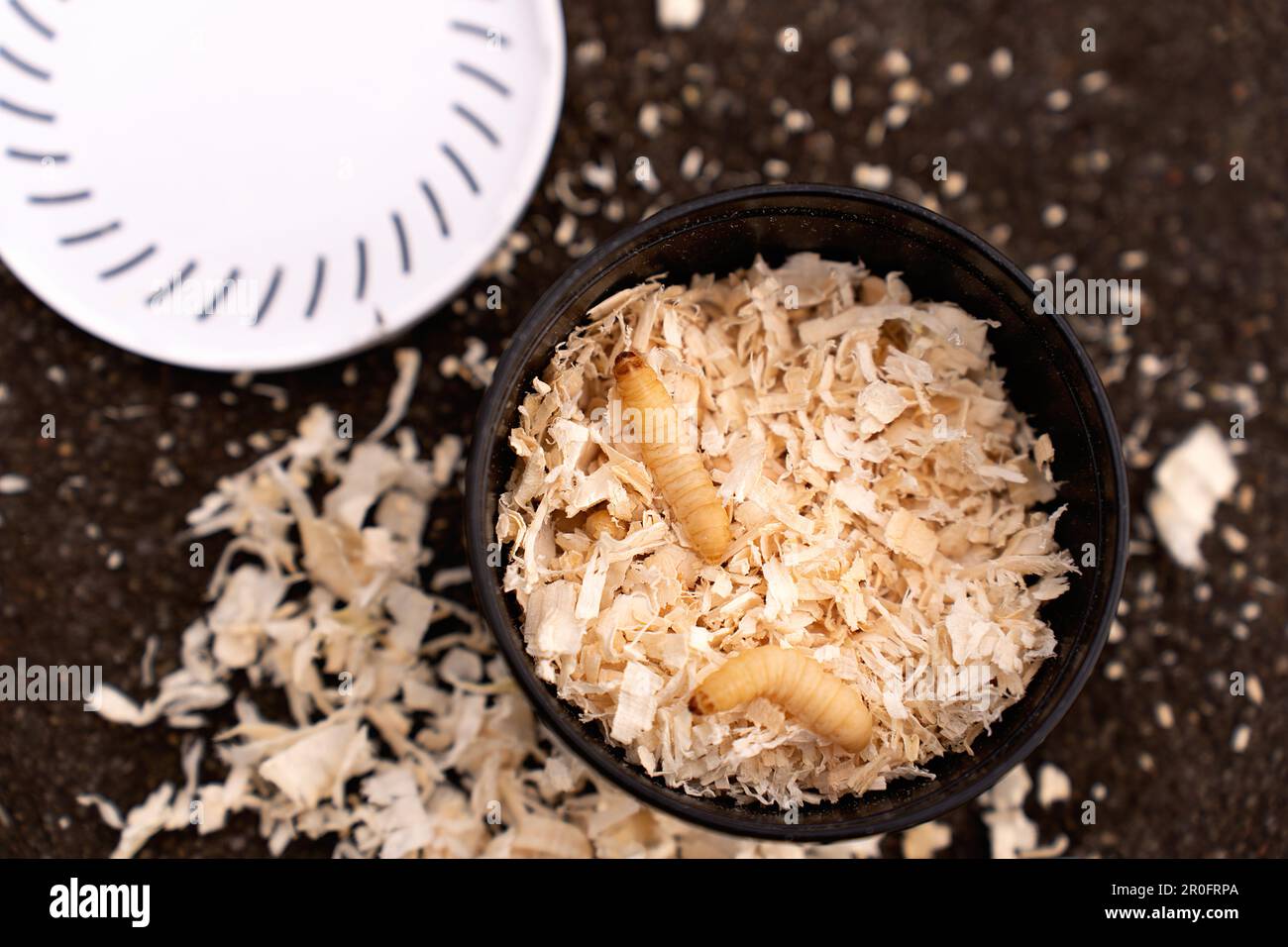 Container insects hi-res stock photography and images - Alamy