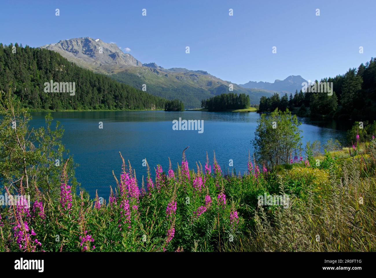 Lake Champfer, Upper Engadin, Grisons, Switzerland Stock Photo - Alamy