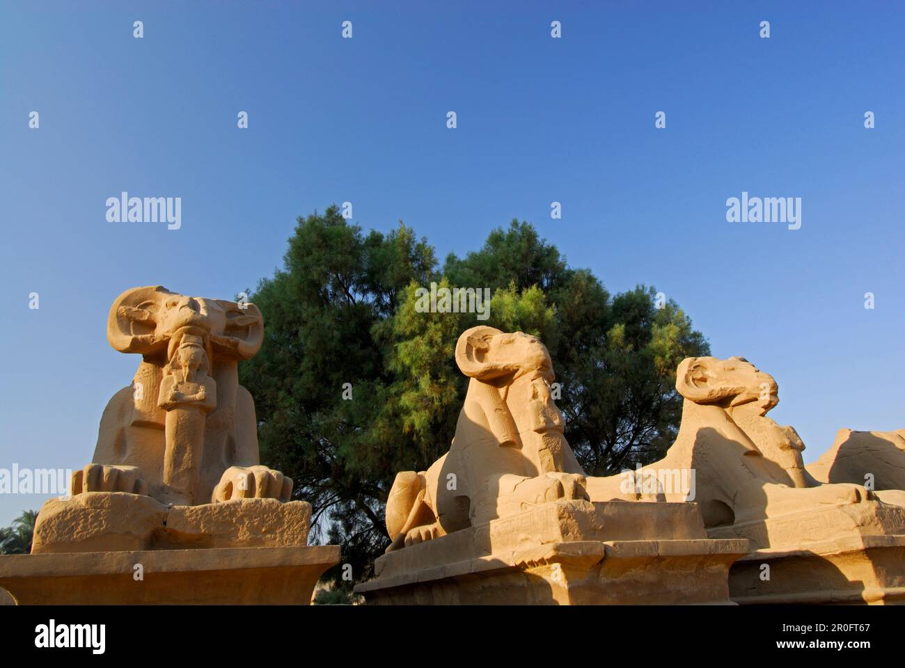 statues of rams in temple of Karnak, Egypt, Africa Stock Photo - Alamy