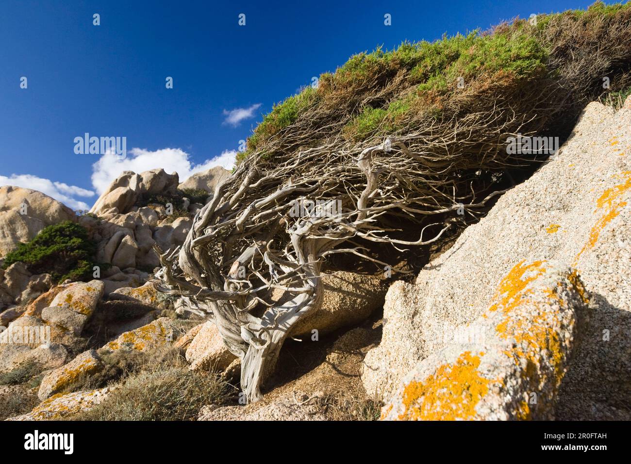 windswept Juniper Tree at Capo Testa, Sardinia, Italy Stock Photo - Alamy