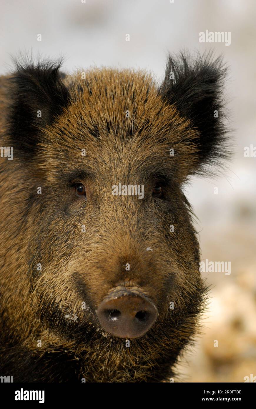 Wild boar (Sus scrofa), Bavarian Forest National Parc, Lower Bavaria ...