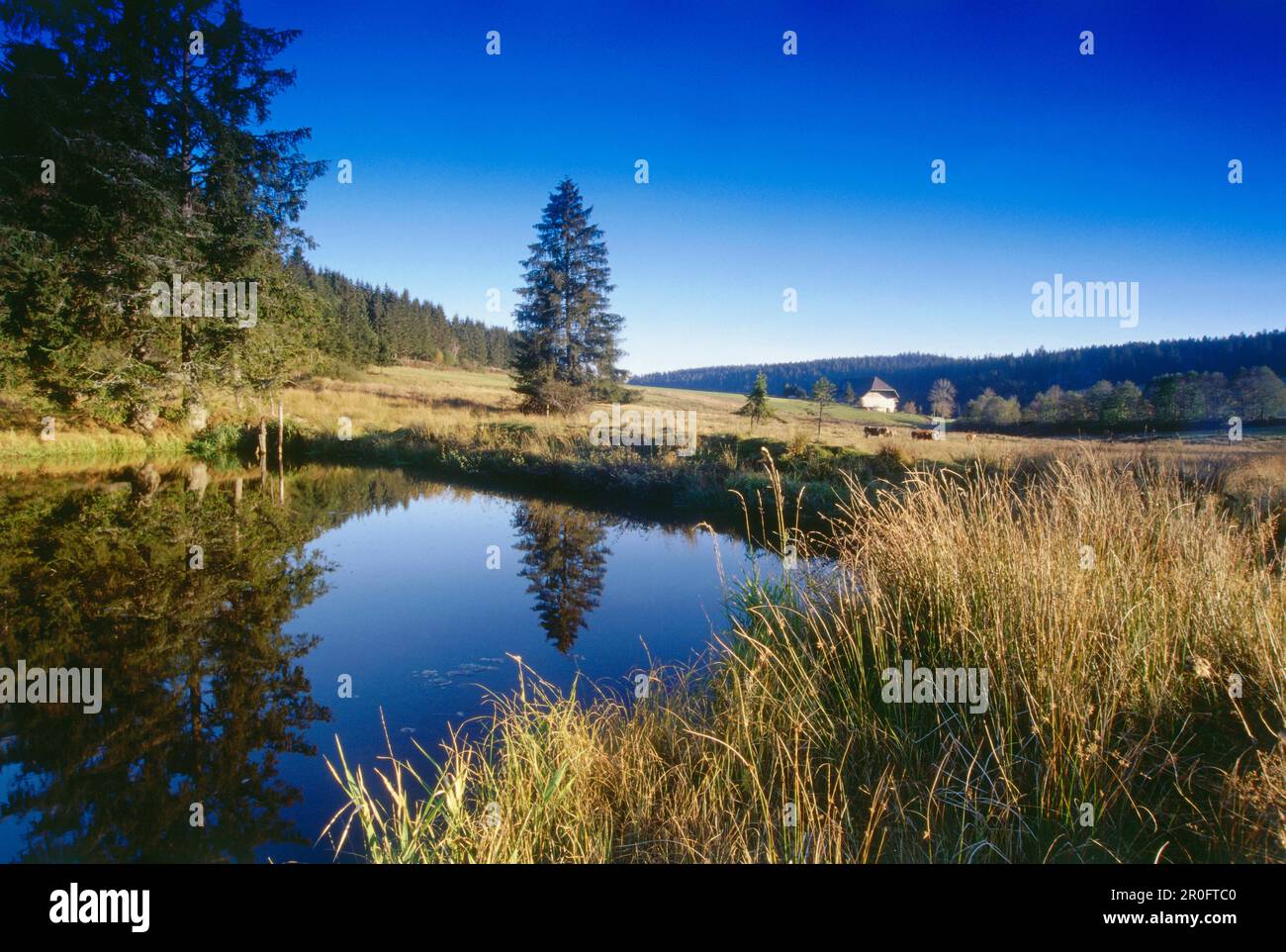 Pond near Waldau, Black Forest, Baden-Wurttemberg, Germany Stock Photo ...