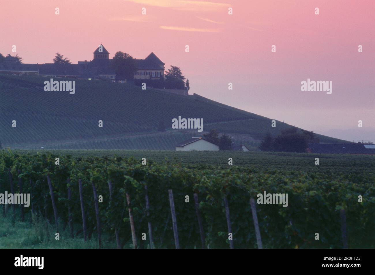 Vineyard with Johannisberg castle, Geisenheim, Rhine district, Hesse ...