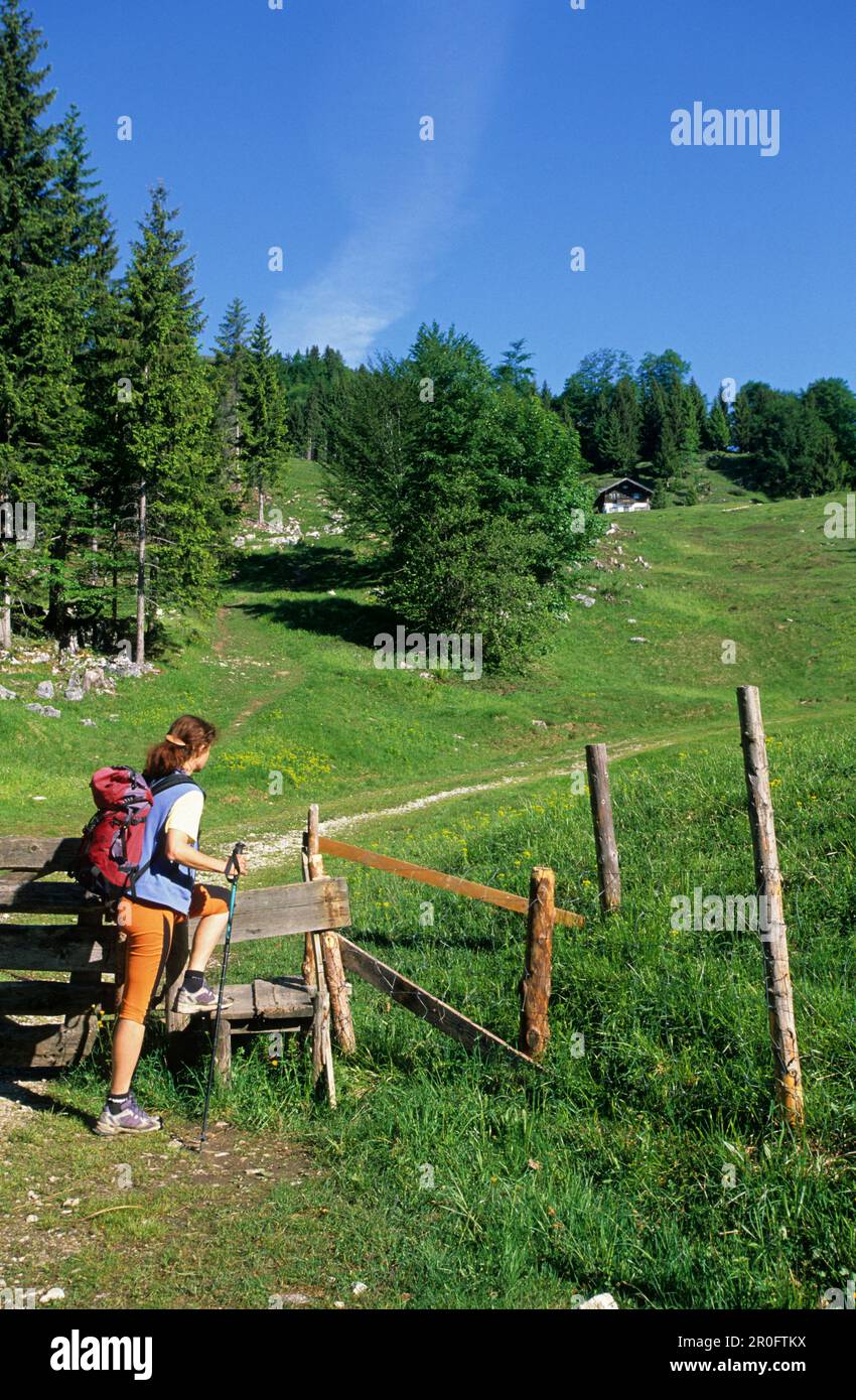 Young woman ascending alpine hut Bubenaualm, Kranzhorn, Chiemgau range ...
