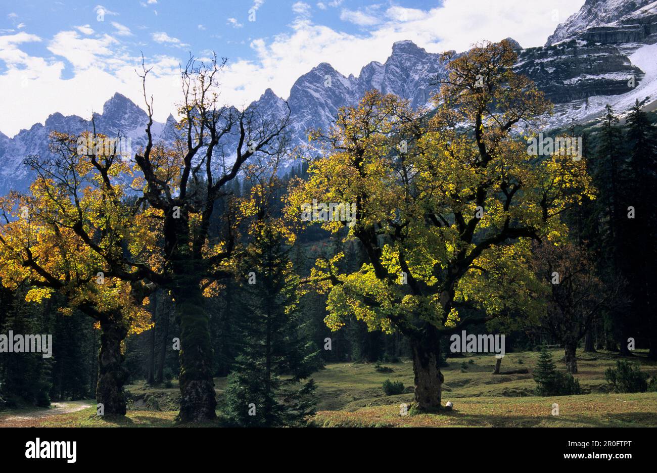 Maple trees in autumn, snow-covered peaks of Laliderer Spitze and ...