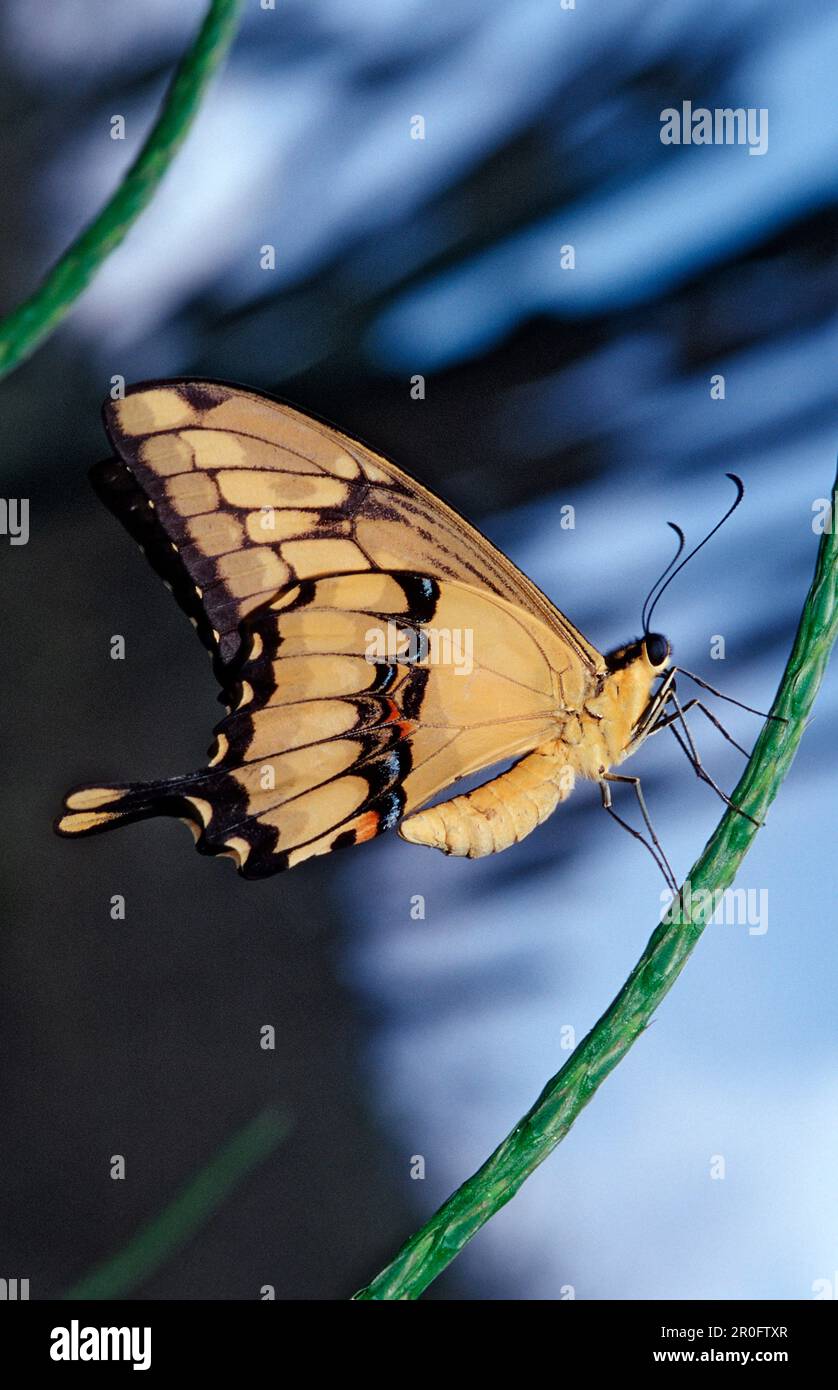 Thoas Swallowtail, Papilio thoas, Bras Stock Photo - Alamy