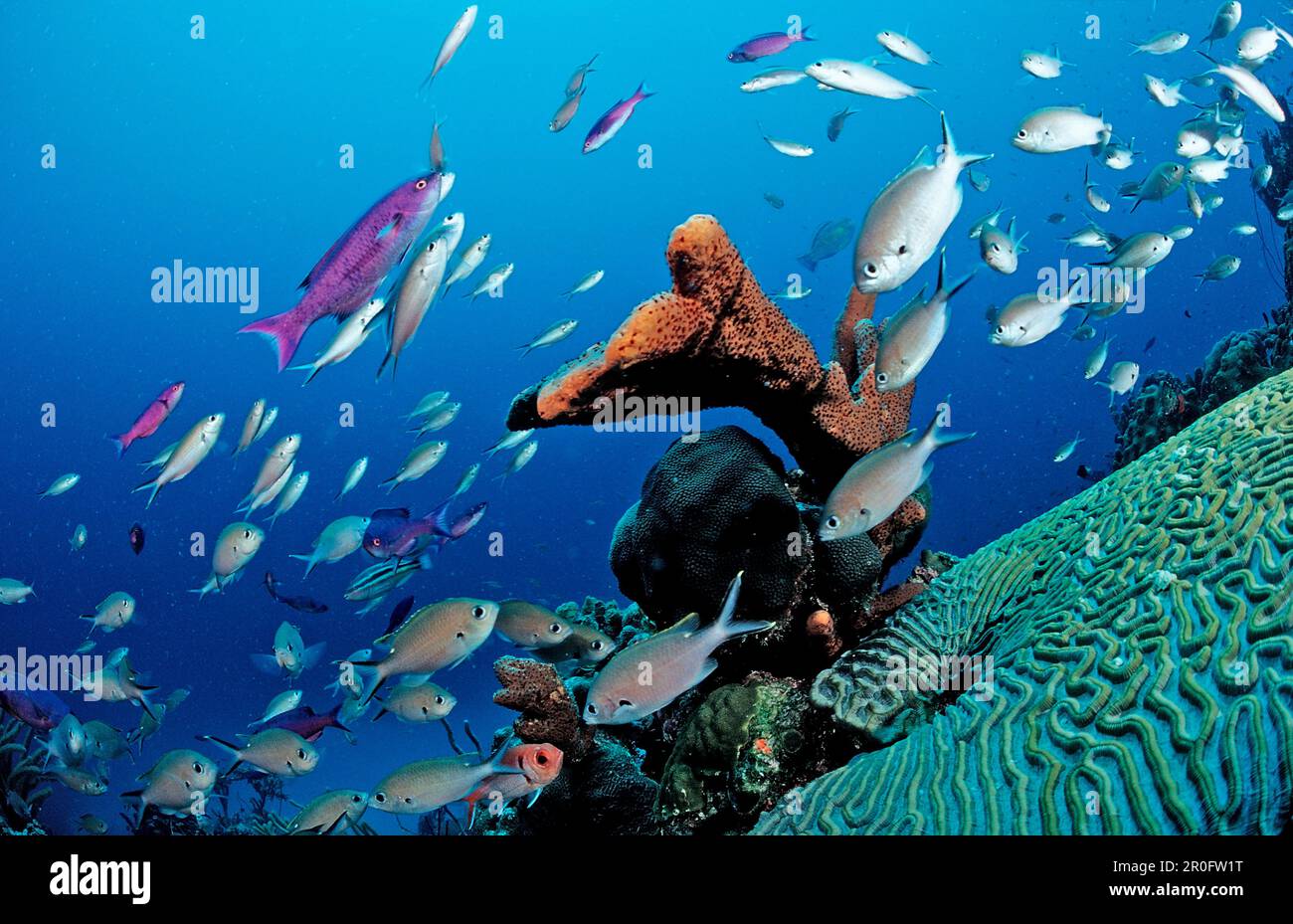 Brown chromis chromis multilineata hi-res stock photography and images ...